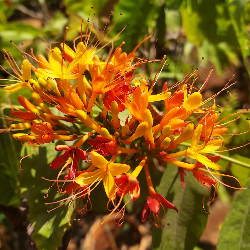 "Saraca asoca: The Sacred Ashoka Tree's Beauty and Cultural Symbolism"