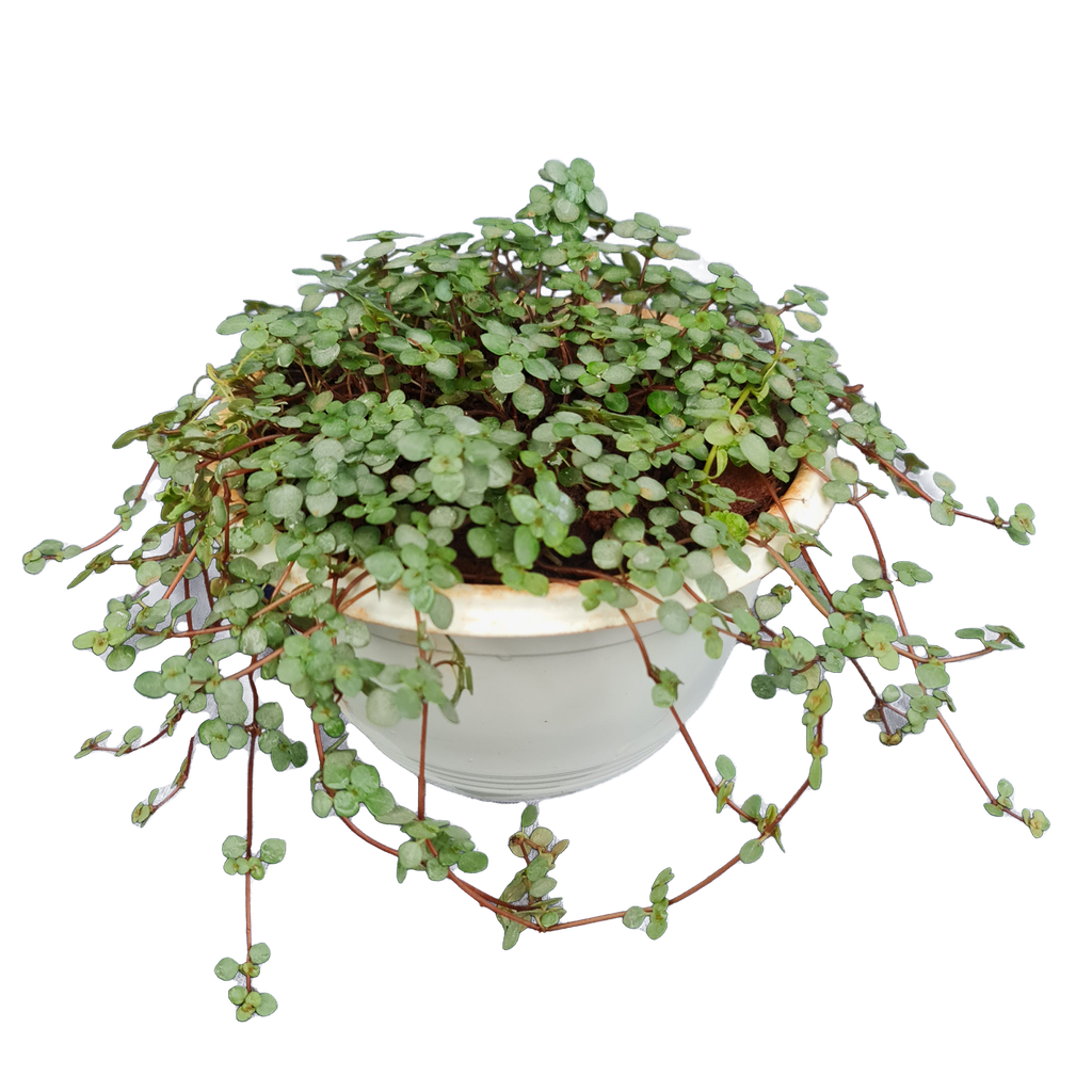 Pilea Glauca (Silver Sparkle Pilea) - Care Guide and Tips