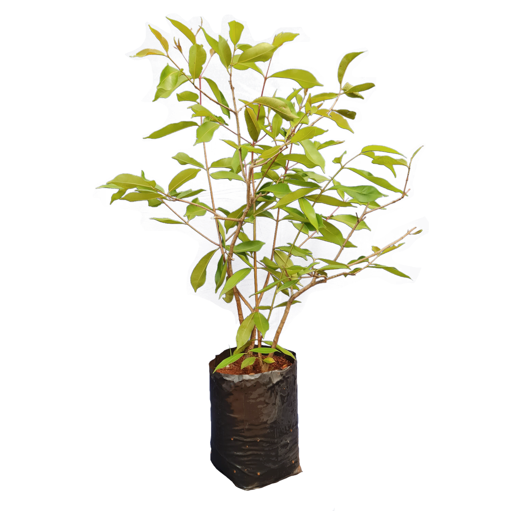 Jambul (Syzygium cumini) Cultivation: Growing Nutrient-Rich Java Plums ...