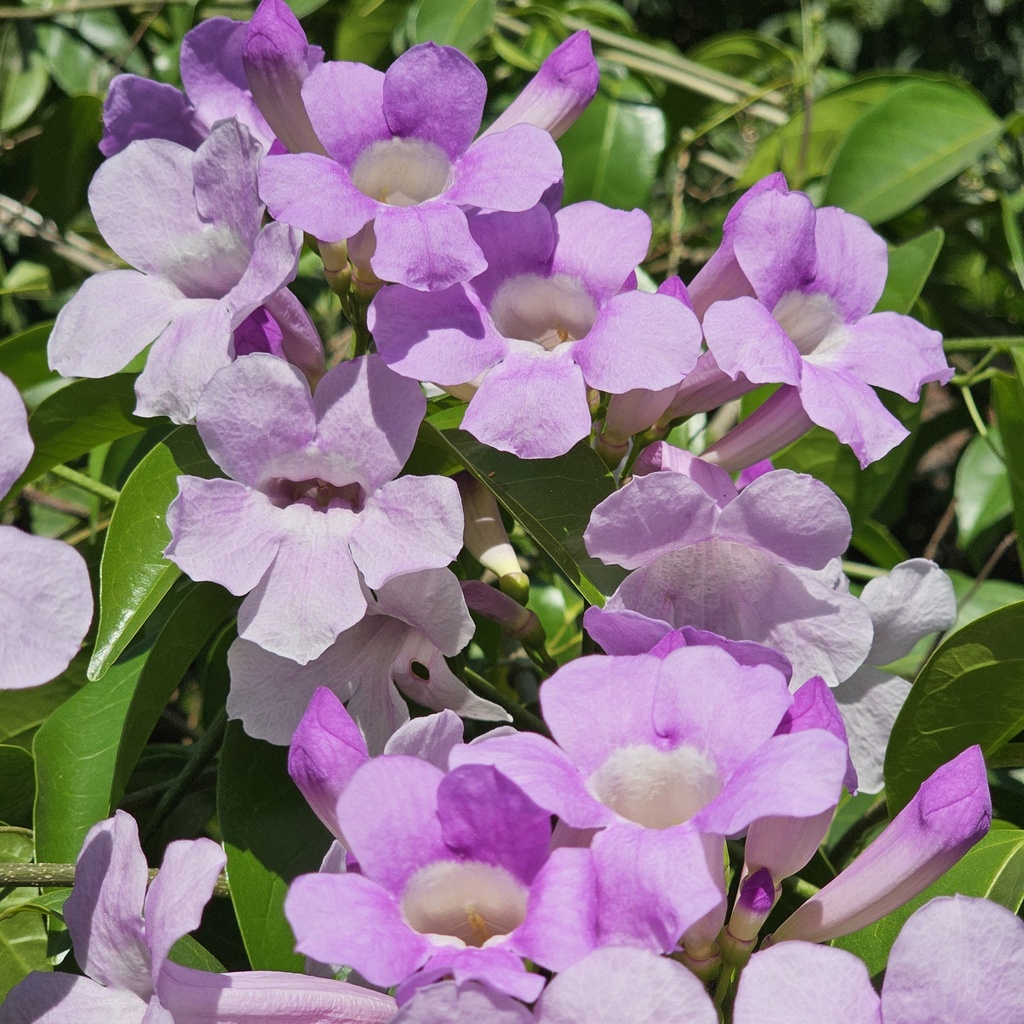 Garlic Creeper (Mansoa hymenaea) - Unique Vining Plant for Gardens