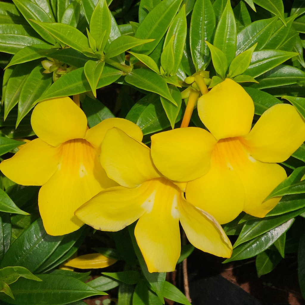 Bush allamanda, Allamanda schottii compacta | Jagtap Nursery - Wholesale