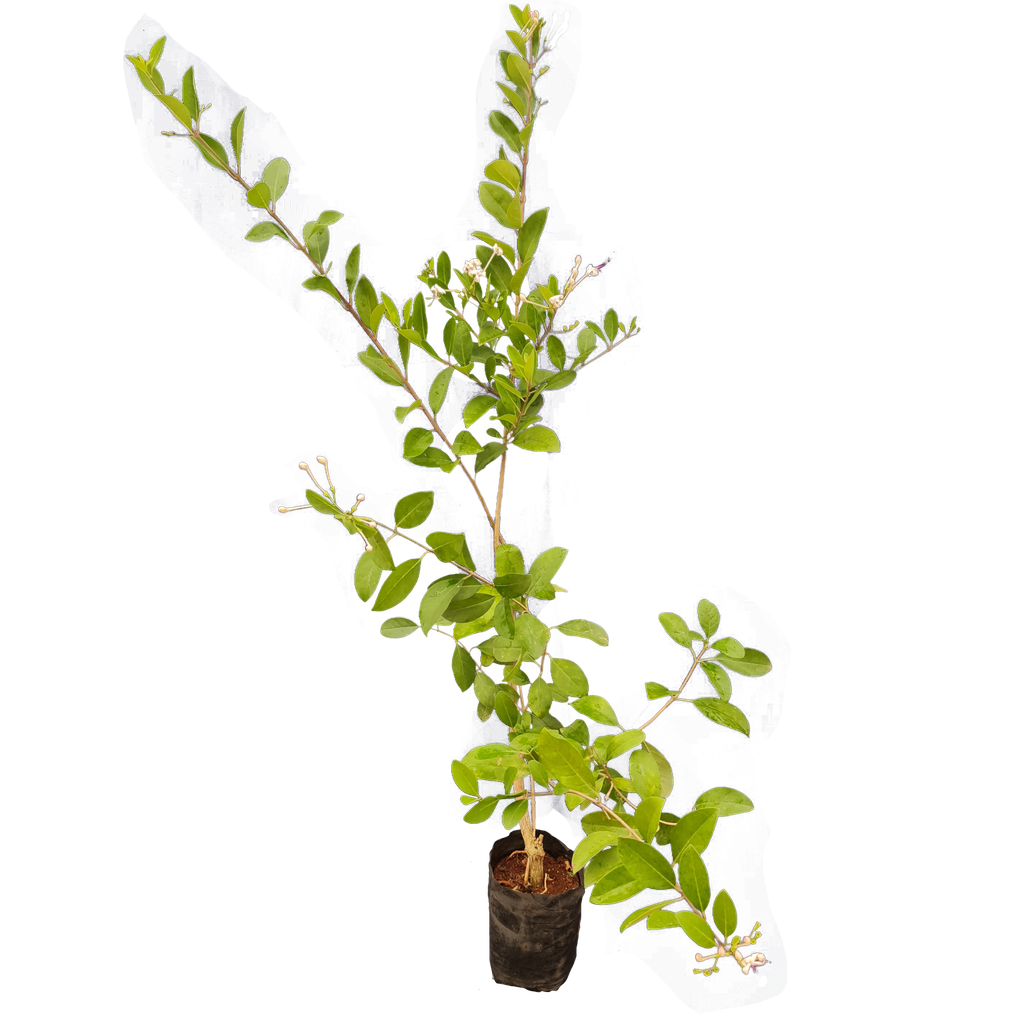 "Glory Bower (Clerodendrum inerme): A Butterfly-Attracting Hedge Plant"