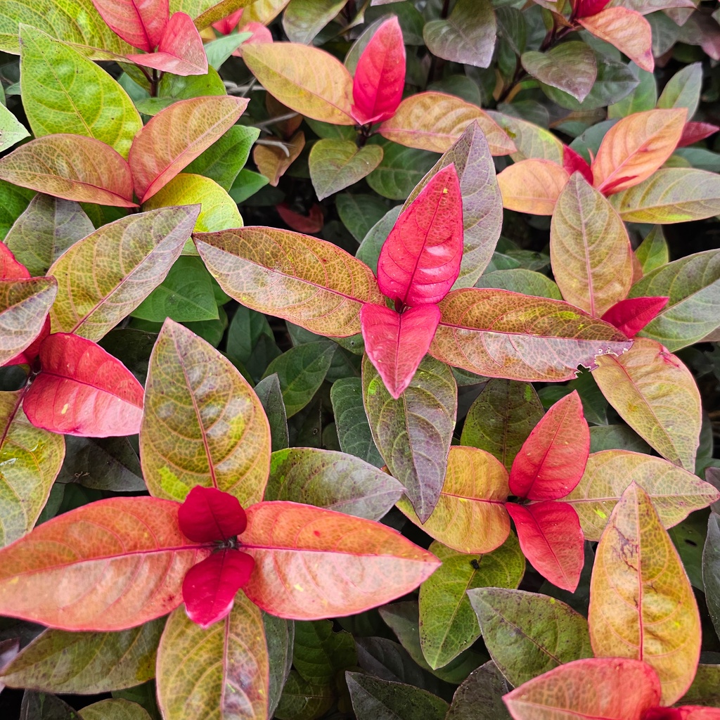 Eranthemum tricolor | Jagtap Nursery Wholesale