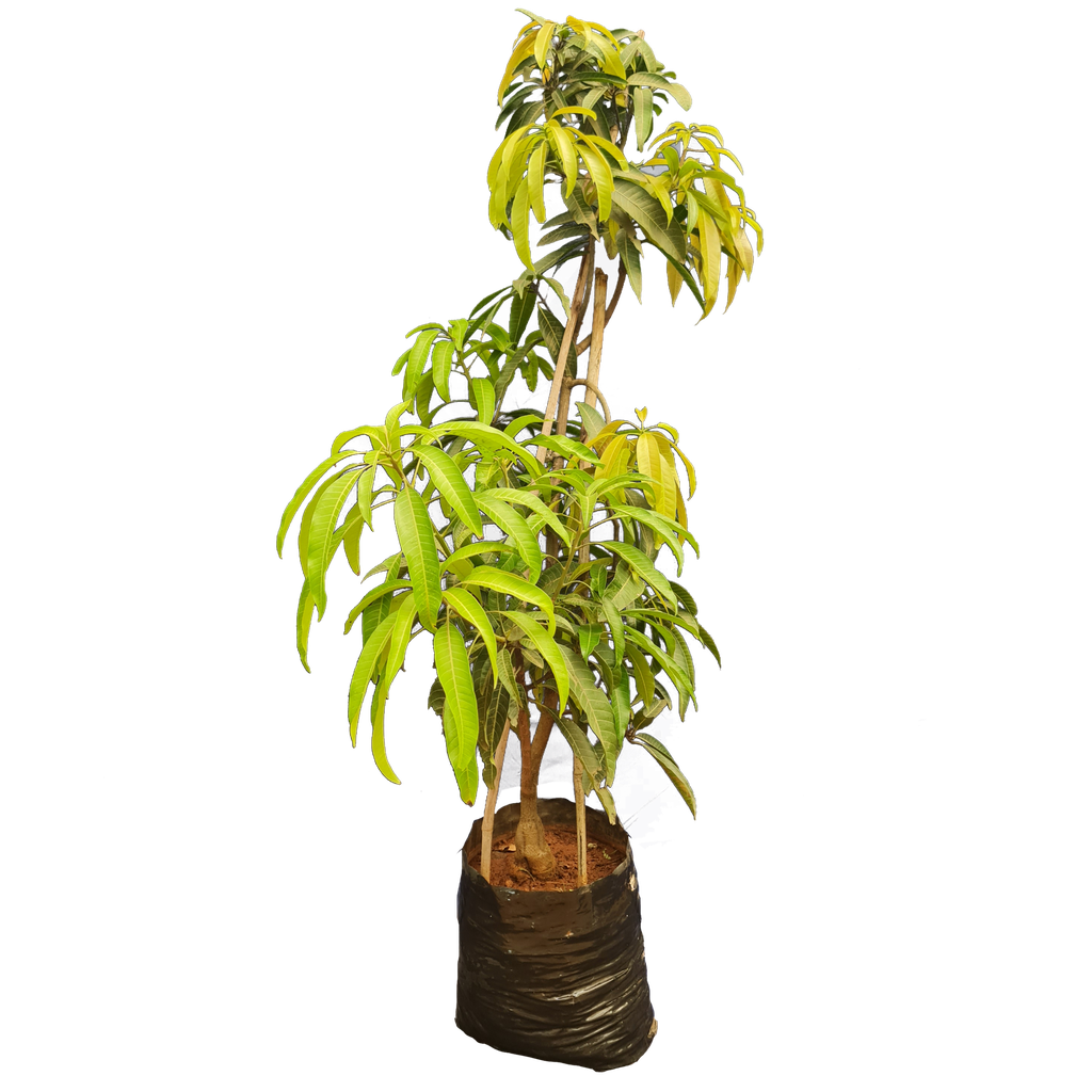 "Hapus Mango (Mangifera indica) Cultivation: Growing the King of Mangoes"